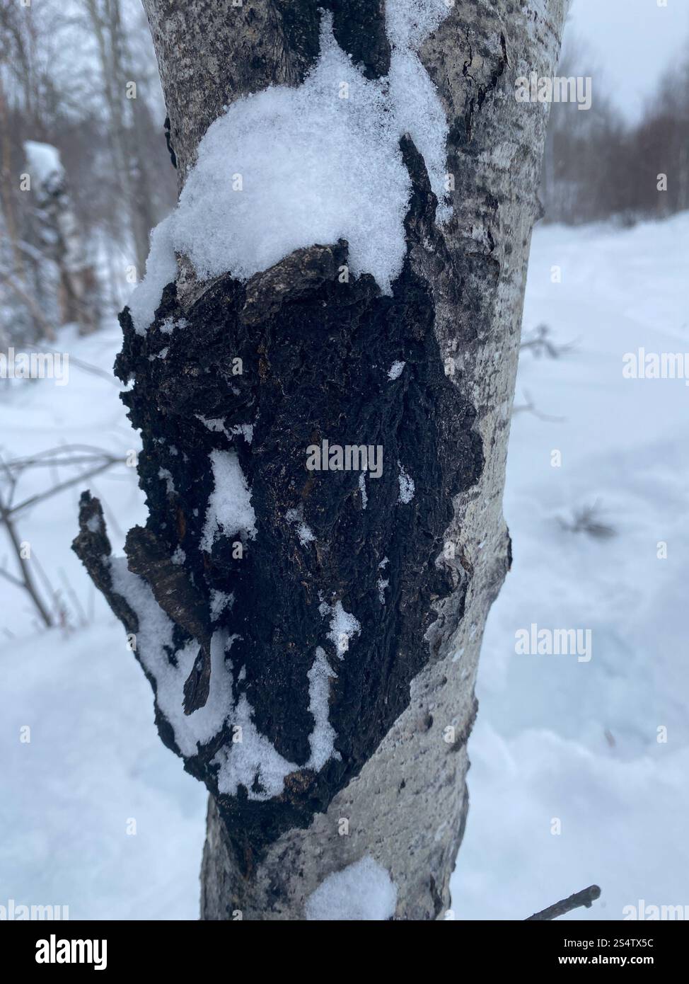 Corky bark disease (Diplodia tumefaciens Stock Photo - Alamy