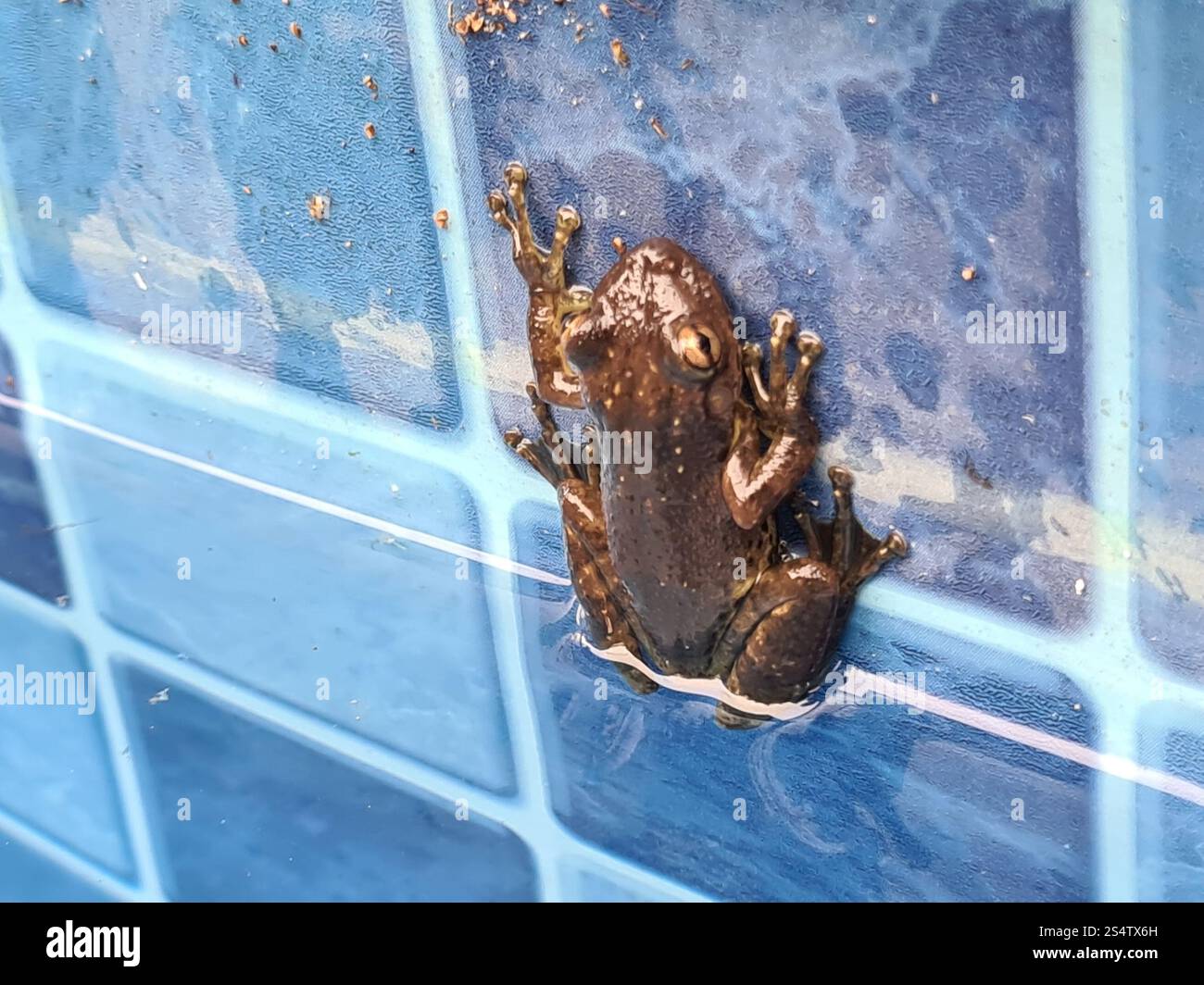 Tree Frogs and Allies (Hylidae Stock Photo - Alamy