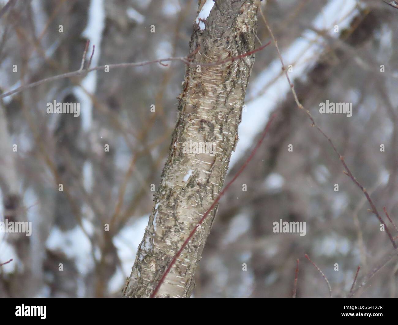 yellow birch (Betula alleghaniensis Stock Photo - Alamy