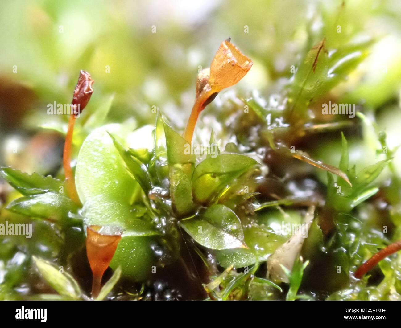 Common Pottia (Tortula truncata Stock Photo - Alamy