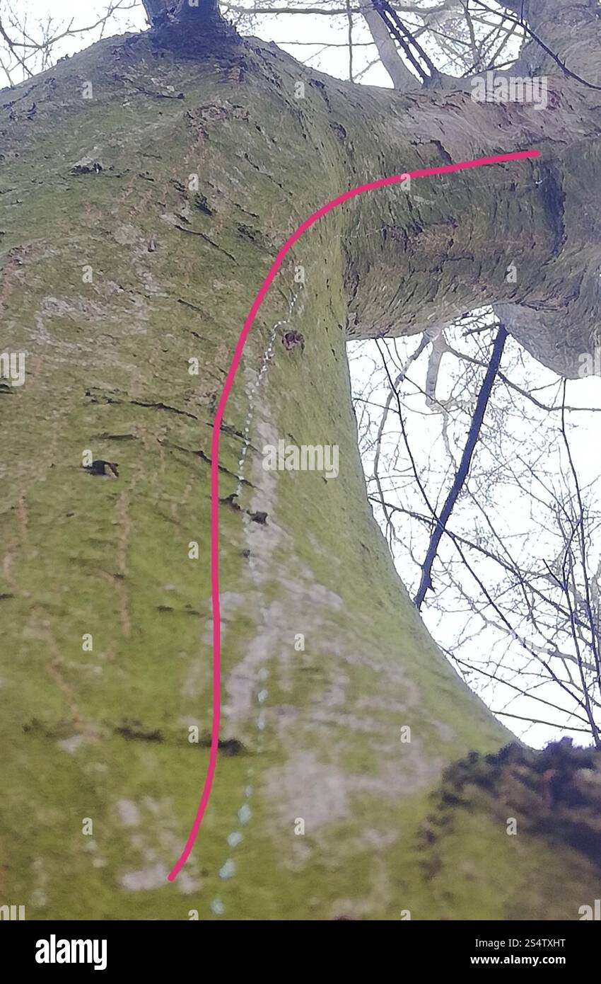 Tree slug (Lehmannia marginata Stock Photo - Alamy