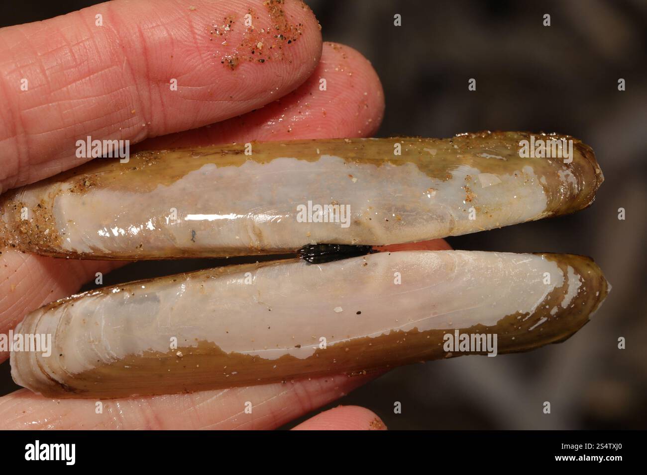 Pod Razor (Pharus legumen Stock Photo - Alamy