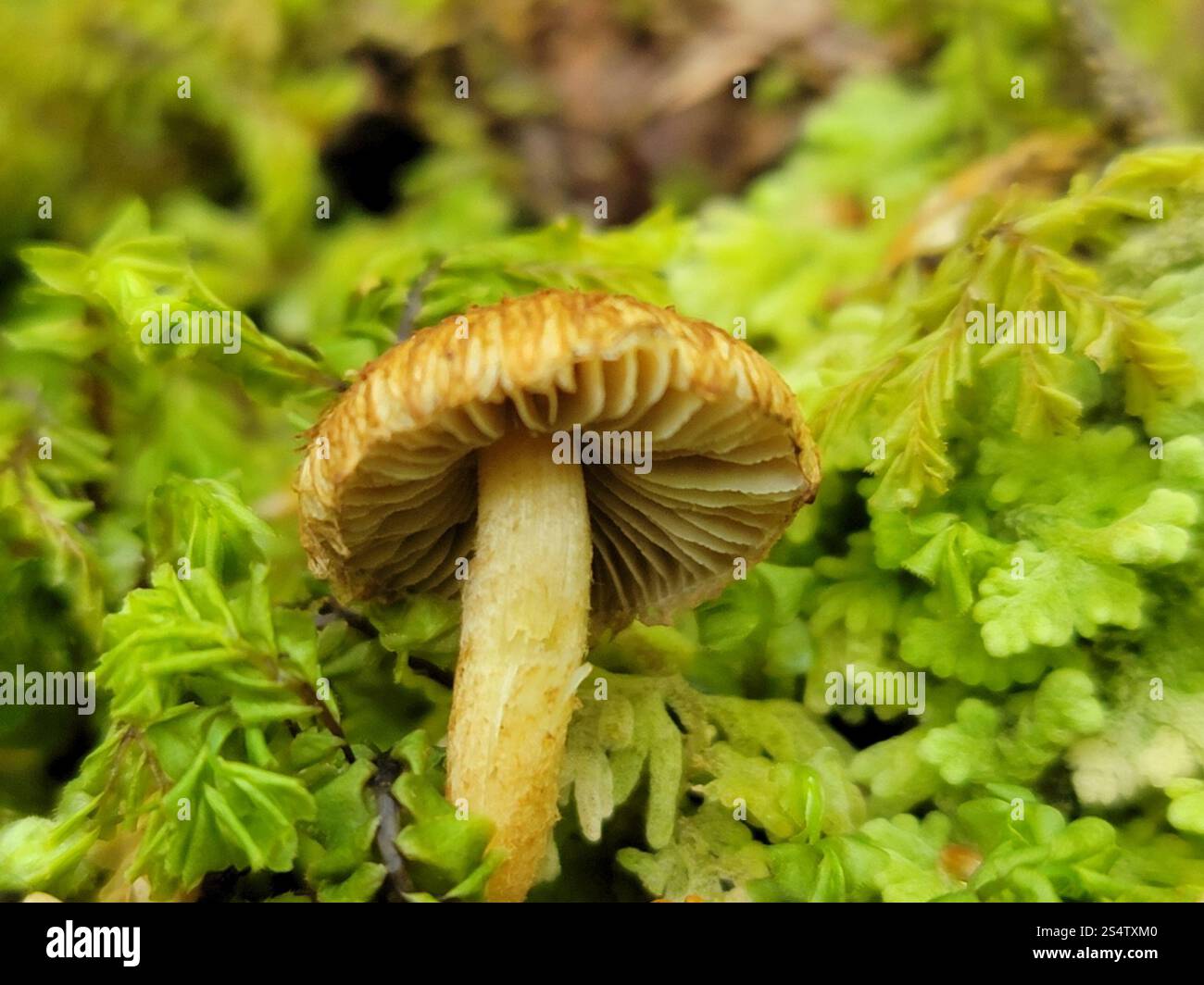 Fiber Caps (Inocybe Stock Photo - Alamy