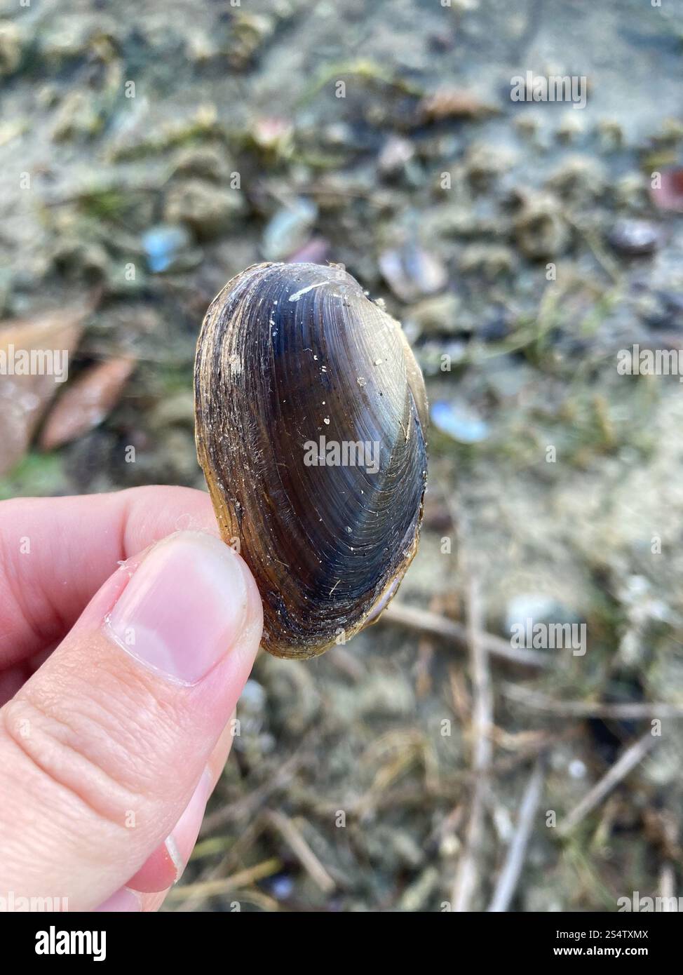 Florida Spike (Elliptio jayensis Stock Photo - Alamy