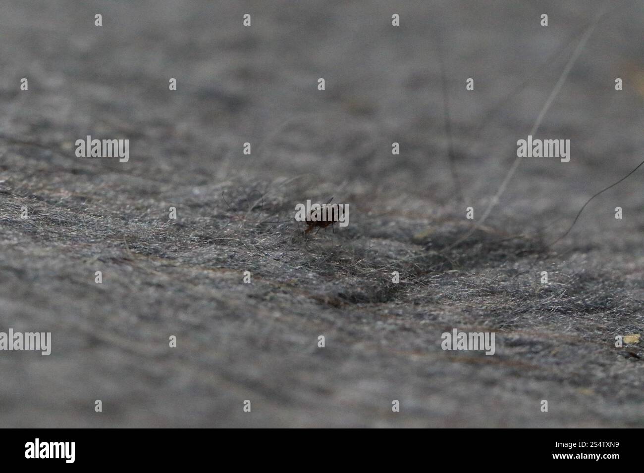 Cat Flea (Ctenocephalides felis Stock Photo - Alamy