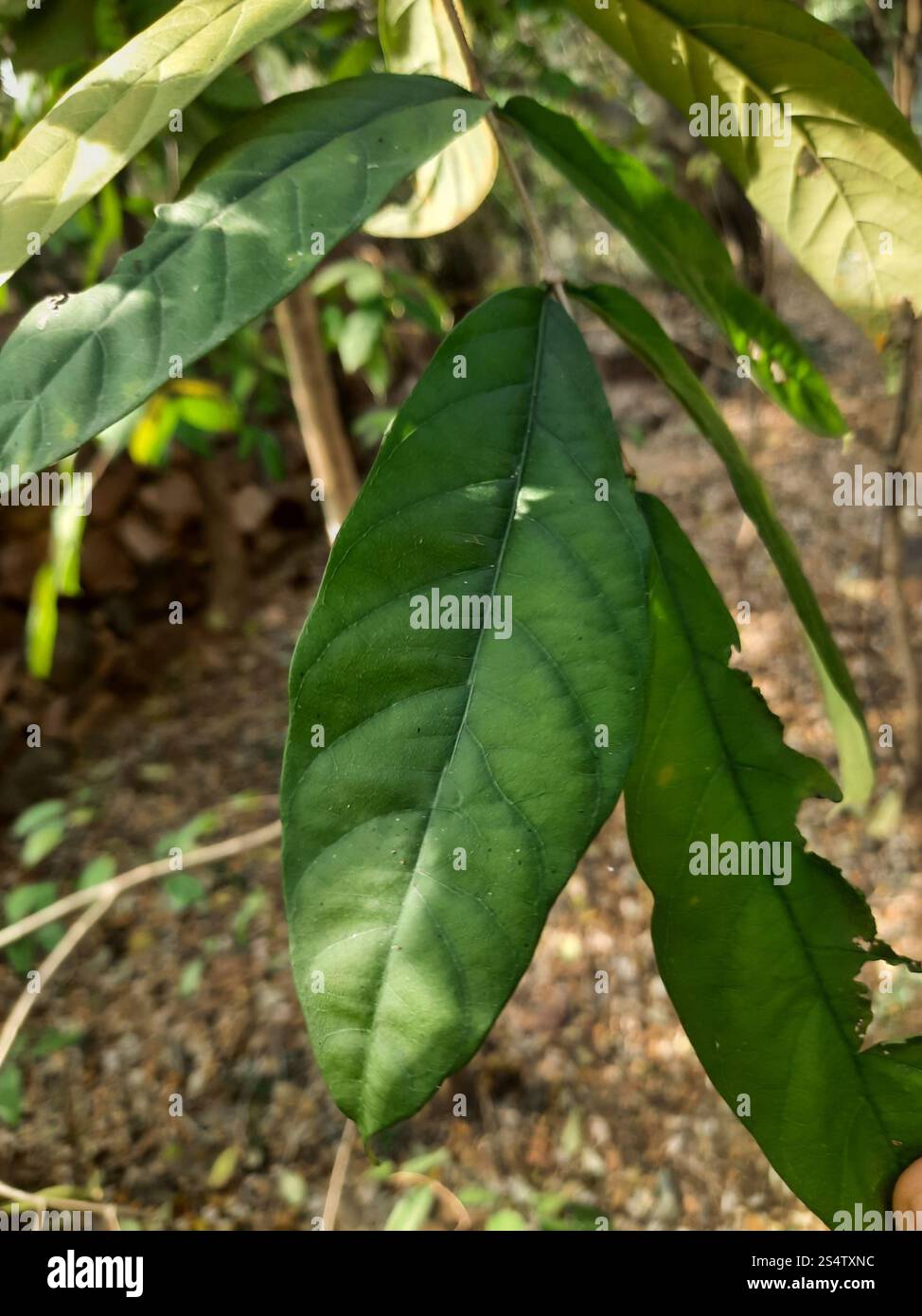 Jaundice curative tree (Wrightia tinctoria Stock Photo - Alamy