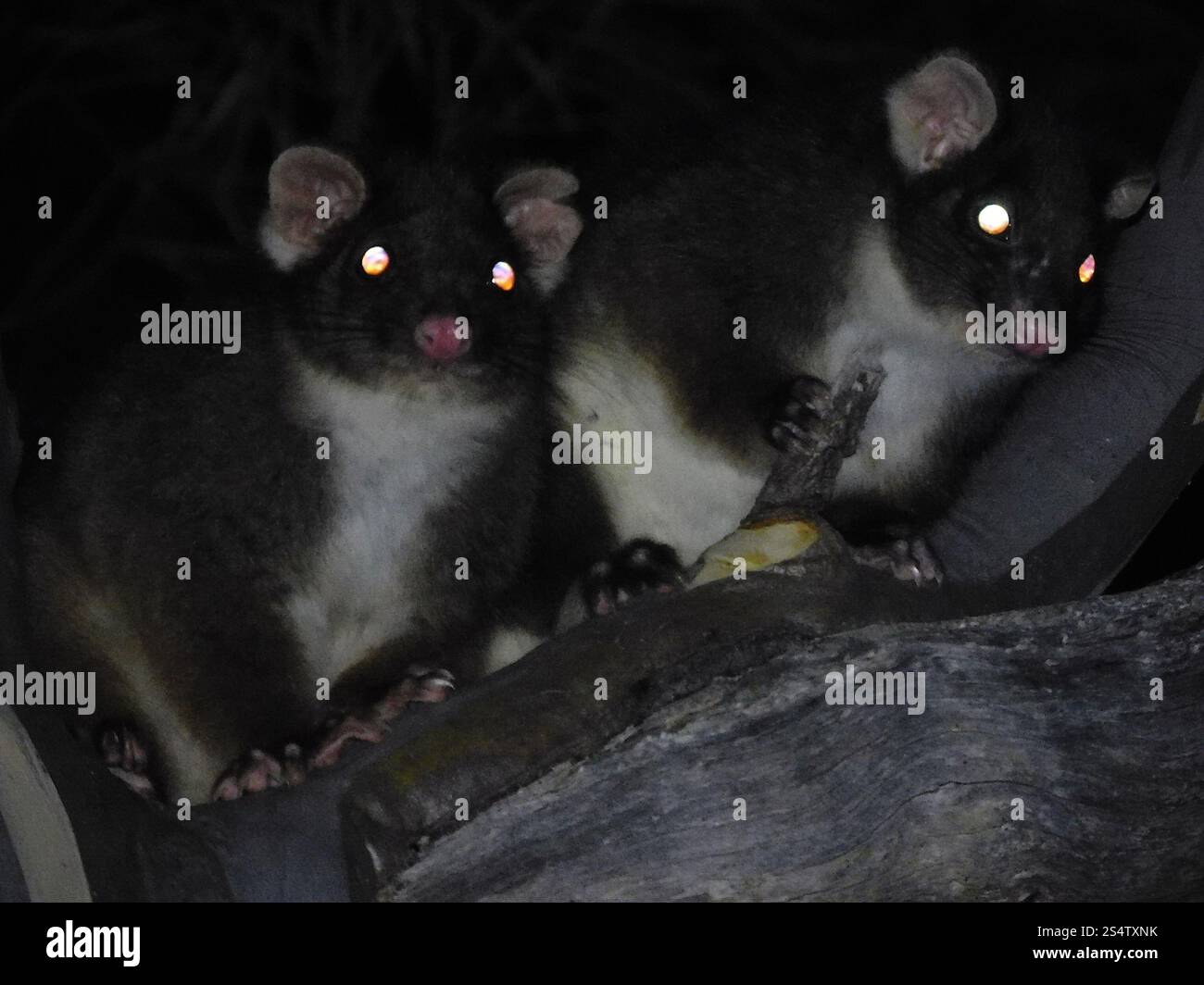 Common Ring-tailed Possum (Pseudocheirus peregrinus Stock Photo - Alamy