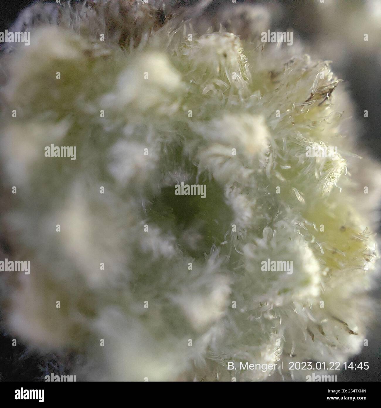 Vegetable Sheep (Raoulia mammillaris Stock Photo - Alamy