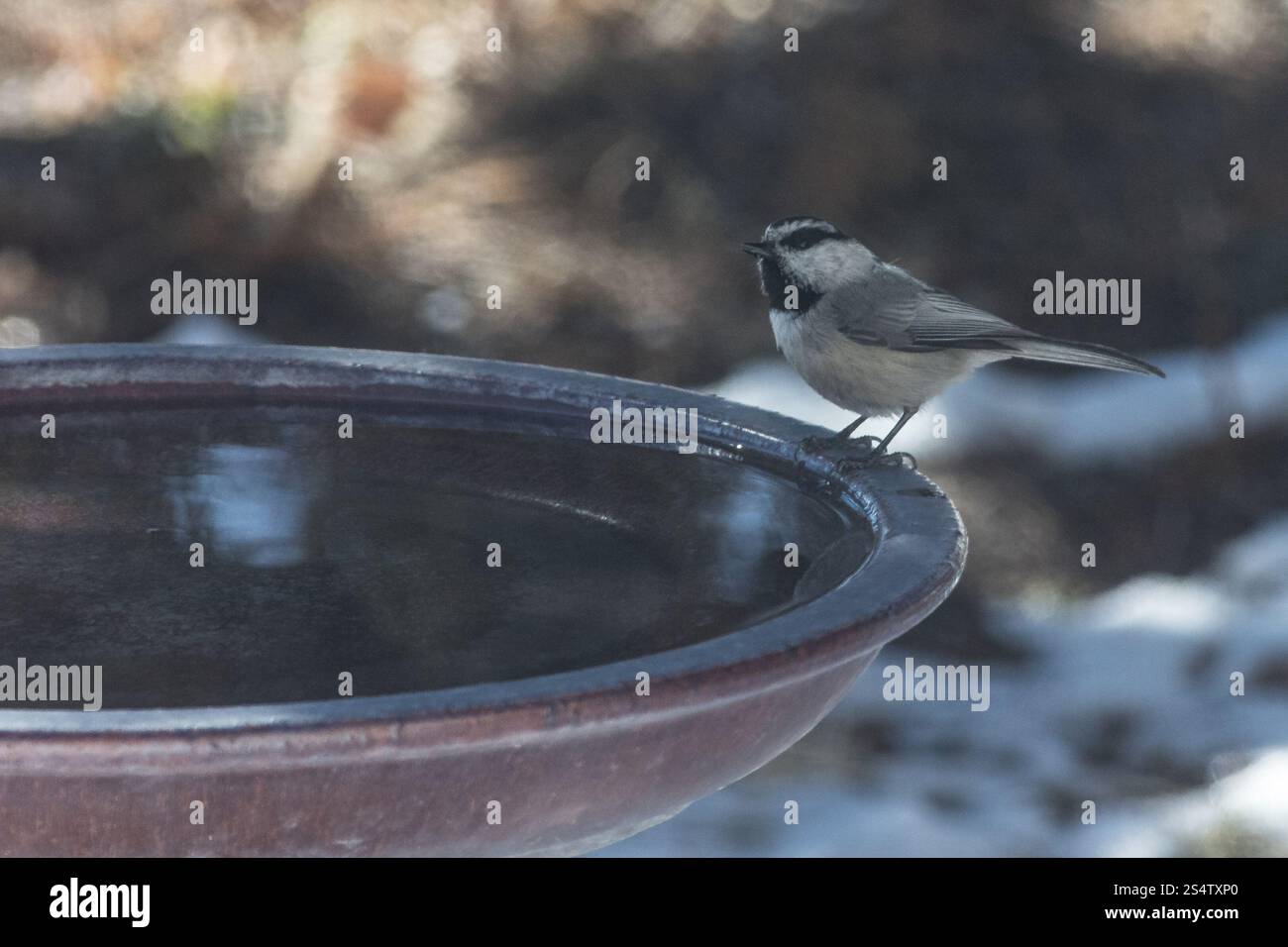 Mountain Chickadee (Poecile gambeli Stock Photo - Alamy