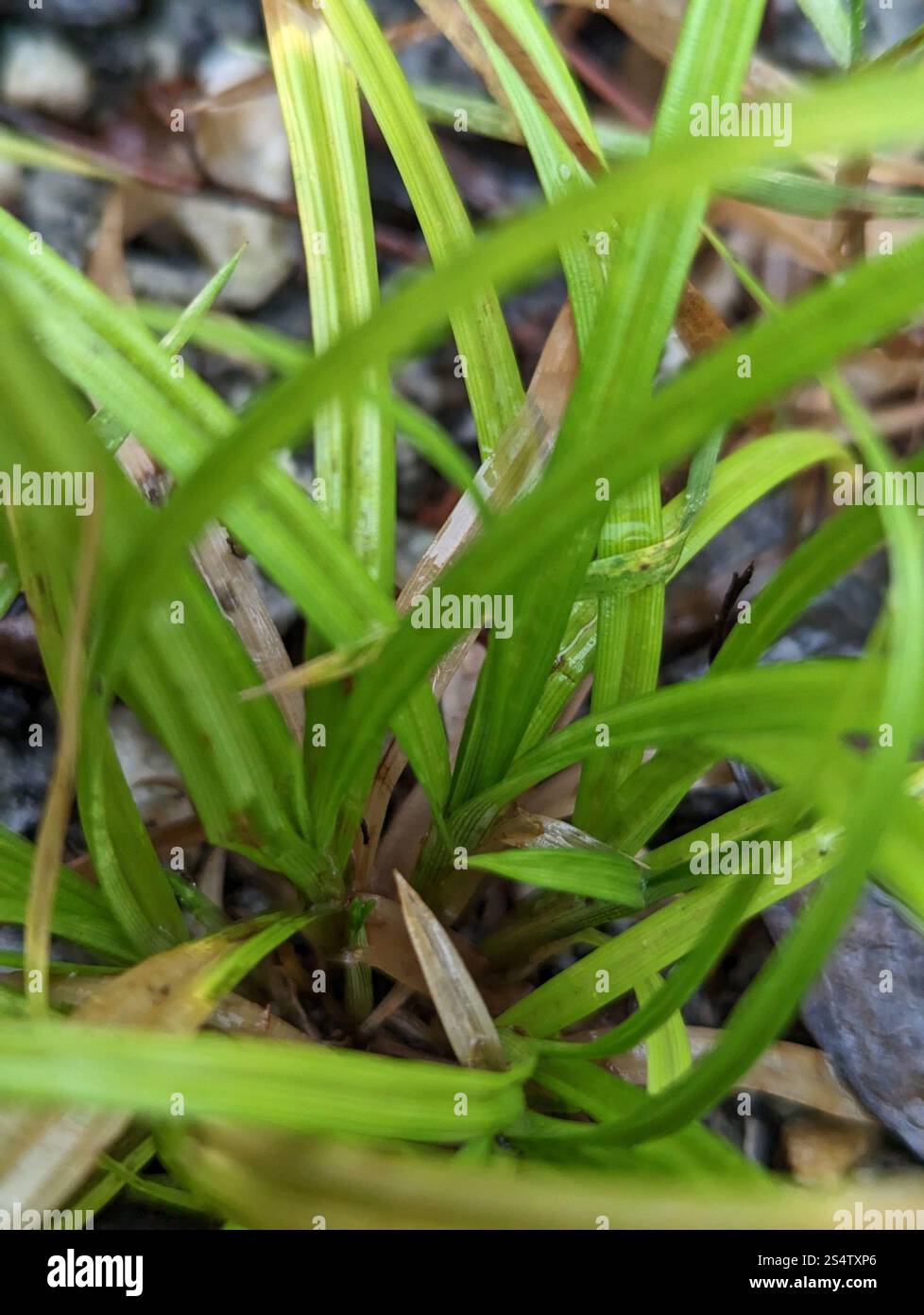 flowering plants (Angiospermae Stock Photo - Alamy