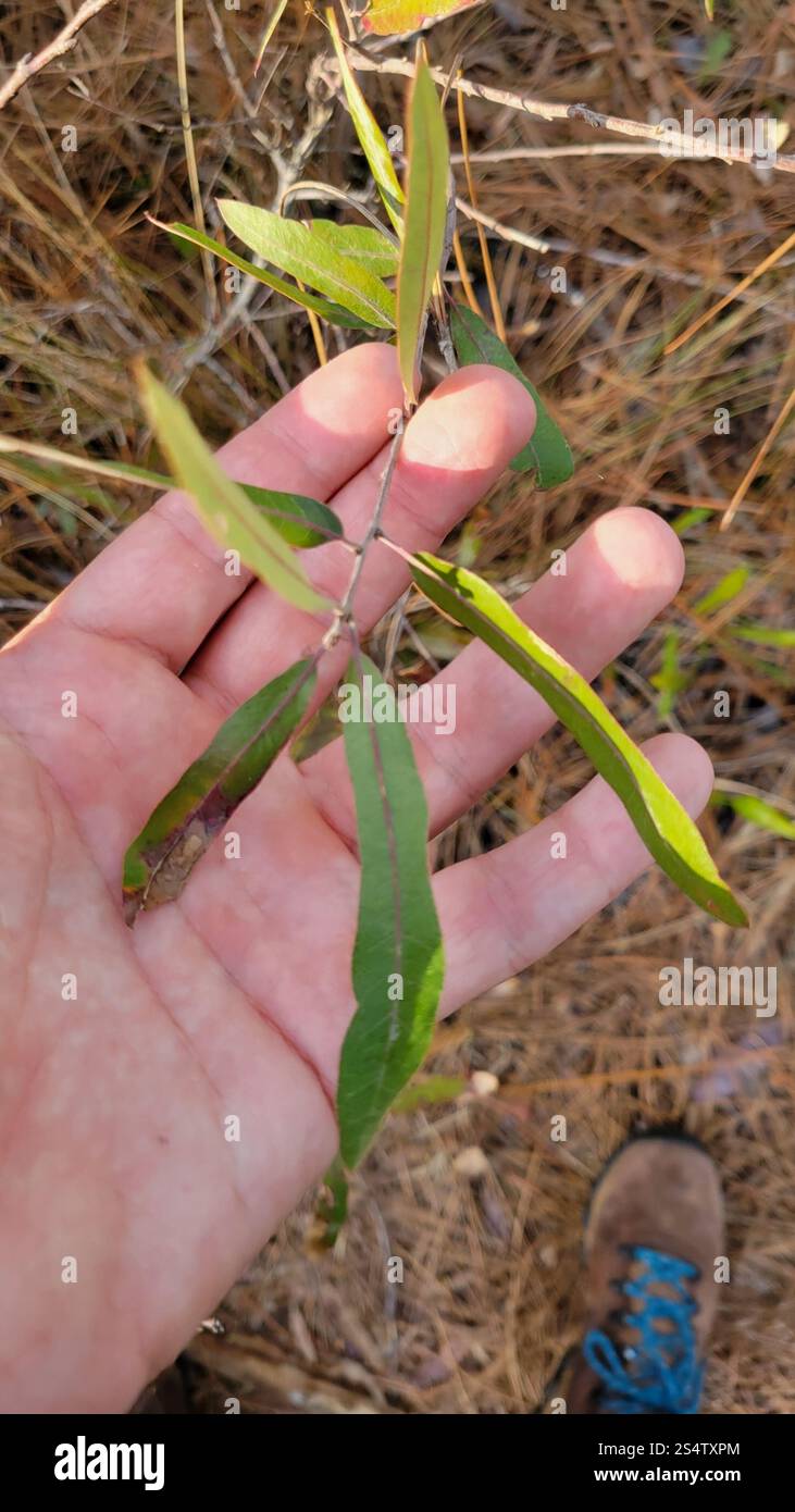 bluejack oak (Quercus incana Stock Photo - Alamy