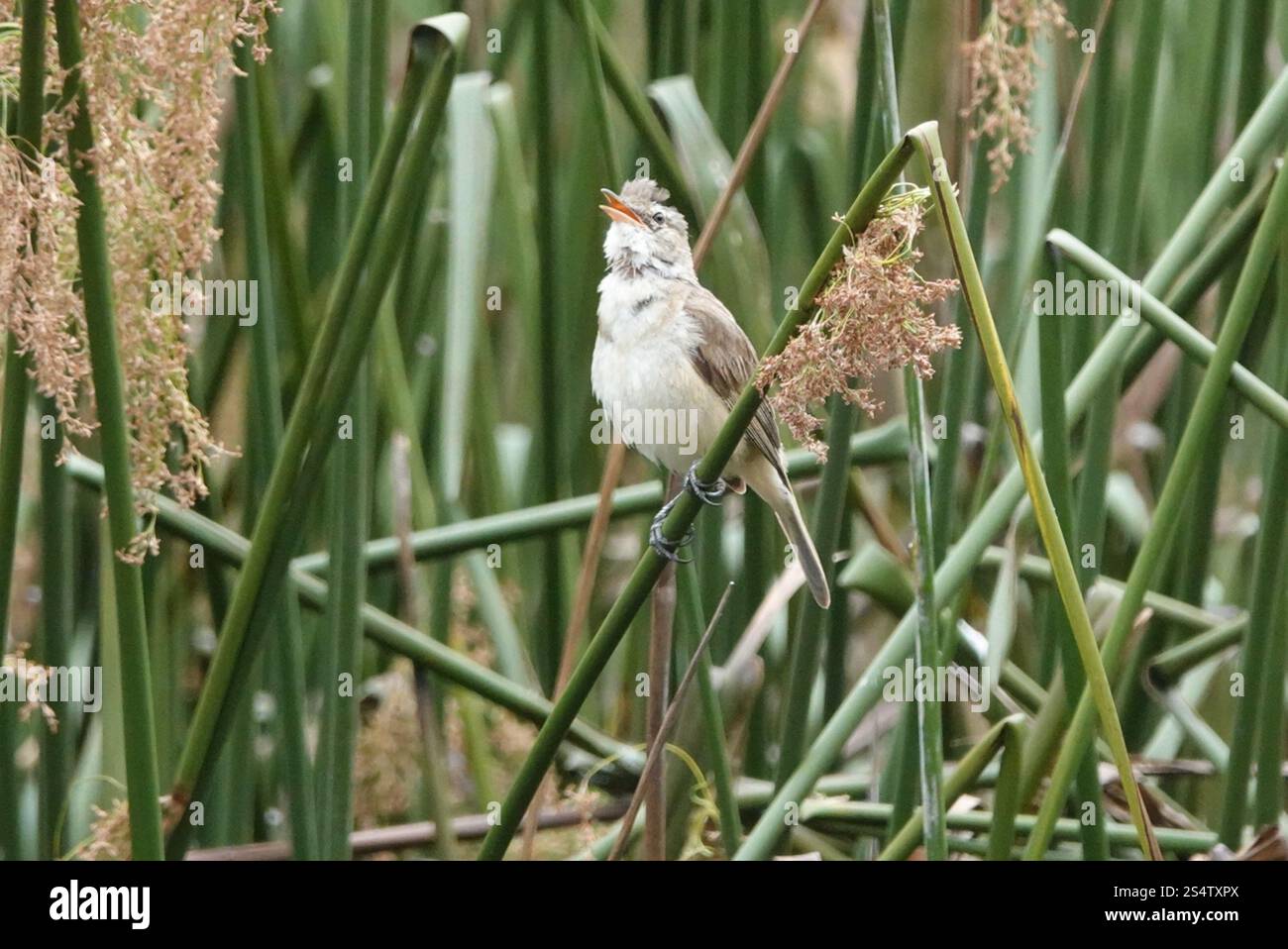 Australian Reed Warbler (Acrocephalus australis Stock Photo - Alamy