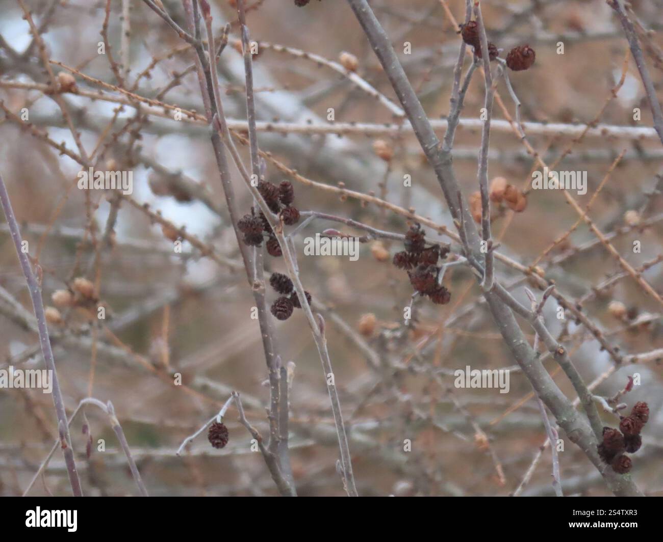 swamp alder (Alnus incana rugosa Stock Photo - Alamy