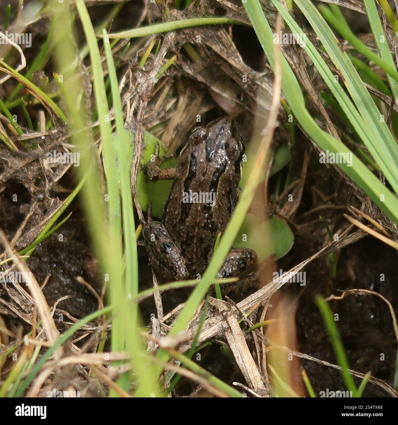 Australian Ground Frogs (Myobatrachidae Stock Photo - Alamy