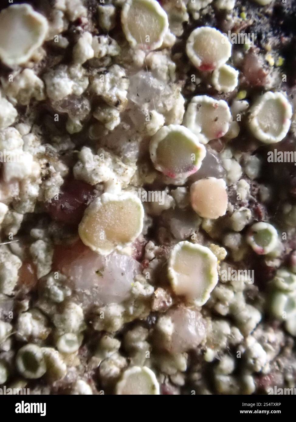 rim lichens, disc lichens, and allies (Lecanoraceae Stock Photo - Alamy