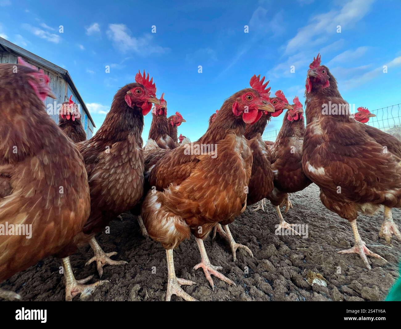 13.01.2025, Bad Wörishofen im Unterallgäu, Hühner in einem Freiluft ...