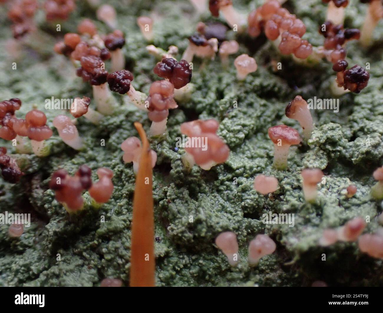 Brown Beret Lichen (Baeomyces rufus Stock Photo - Alamy