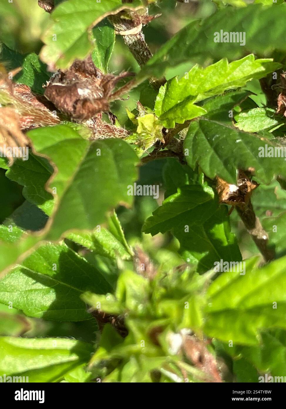 three-lobe false mallow (Malvastrum coromandelianum Stock Photo - Alamy