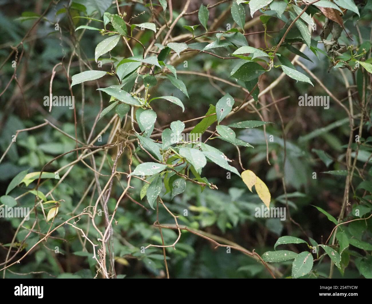 Chinese Hydrangea (Hydrangea chinensis Stock Photo - Alamy