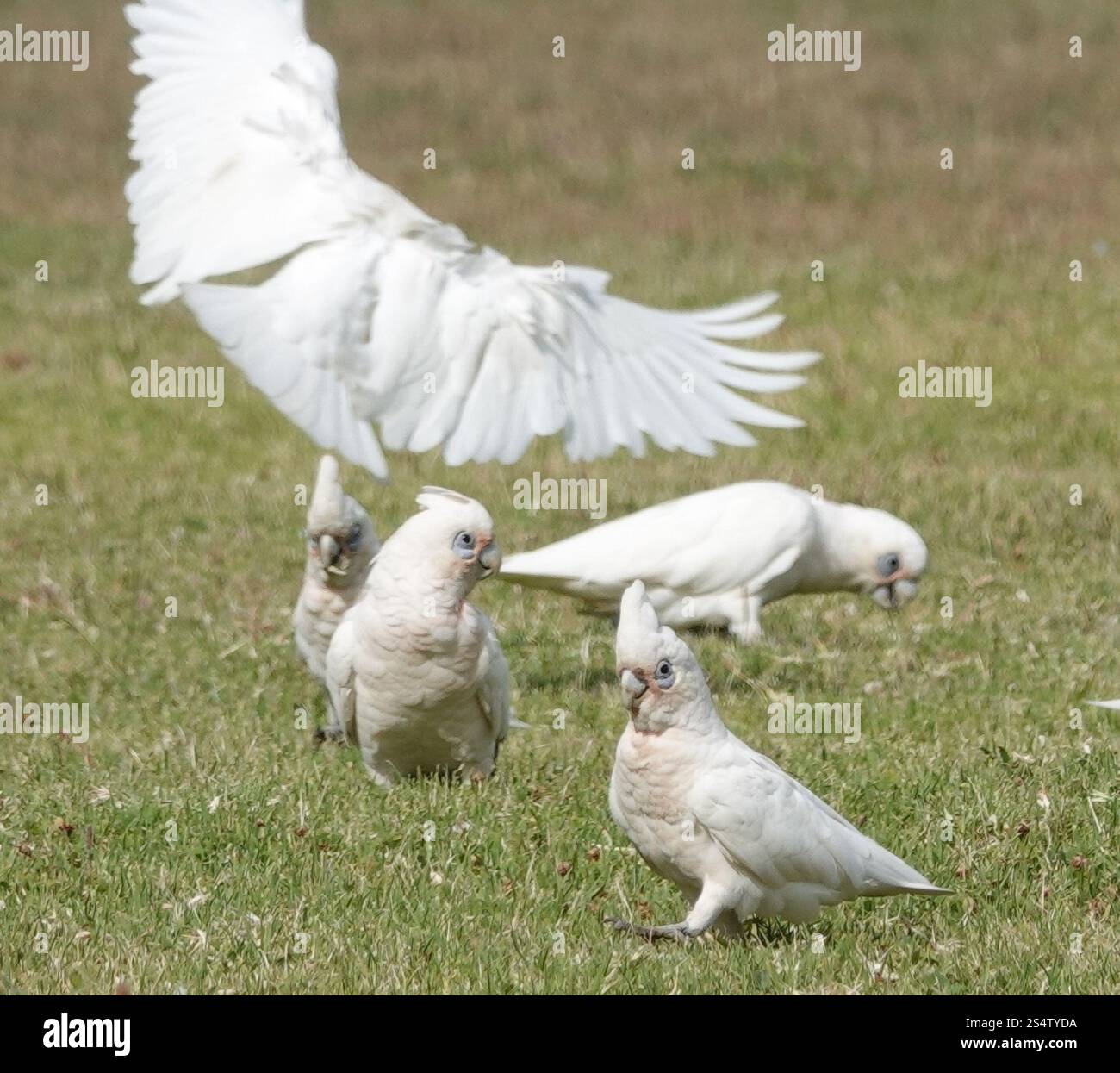 Little Corella (Cacatua sanguinea Stock Photo - Alamy