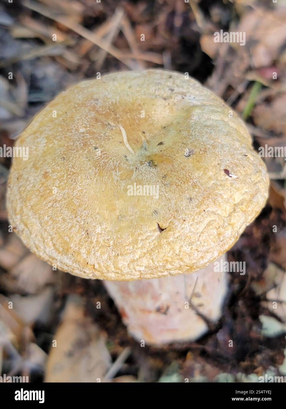Common Milkcaps (Lactarius Stock Photo - Alamy