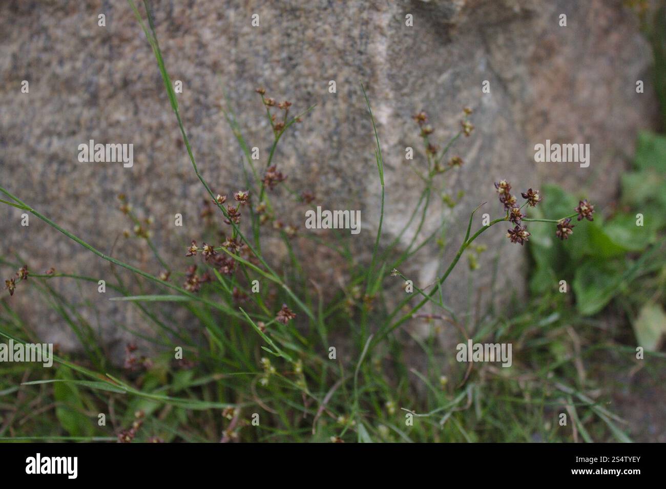 Jointed rush (Juncus articulatus Stock Photo - Alamy
