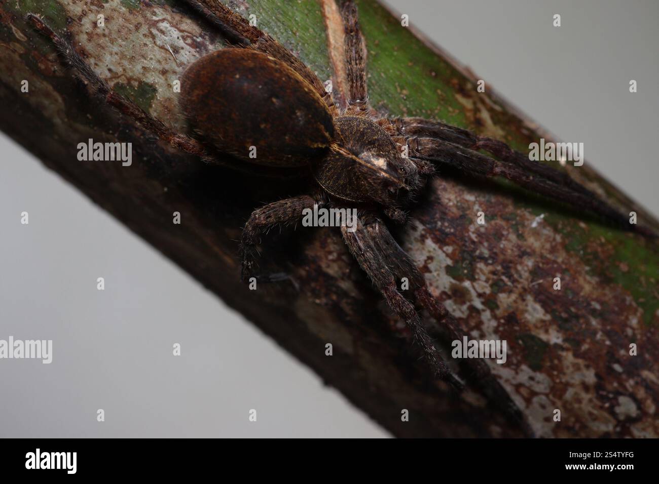 Tropical Wandering Spiders (Ctenus Stock Photo - Alamy