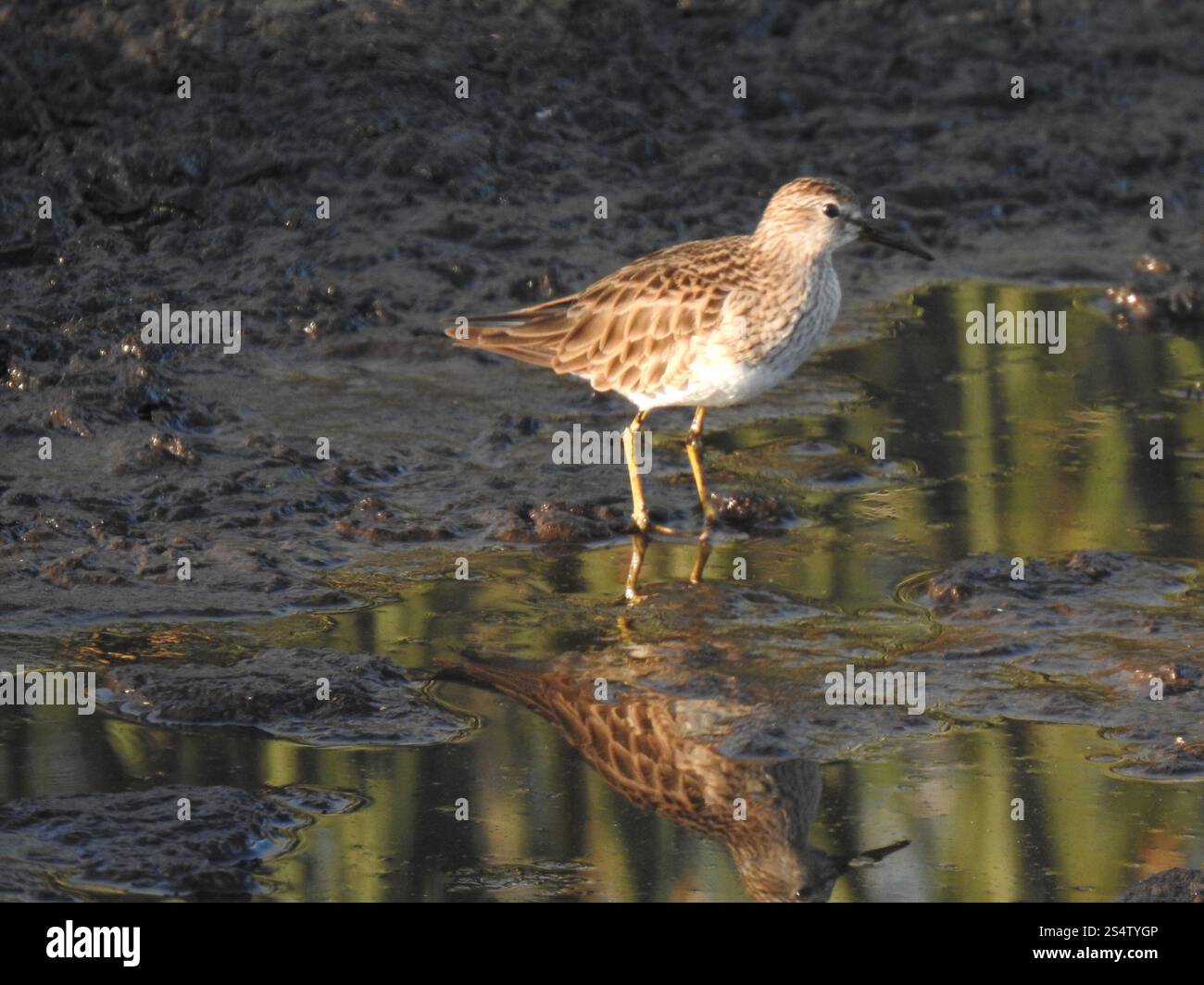 Pectoral Sandpiper (Calidris melanotos Stock Photo - Alamy