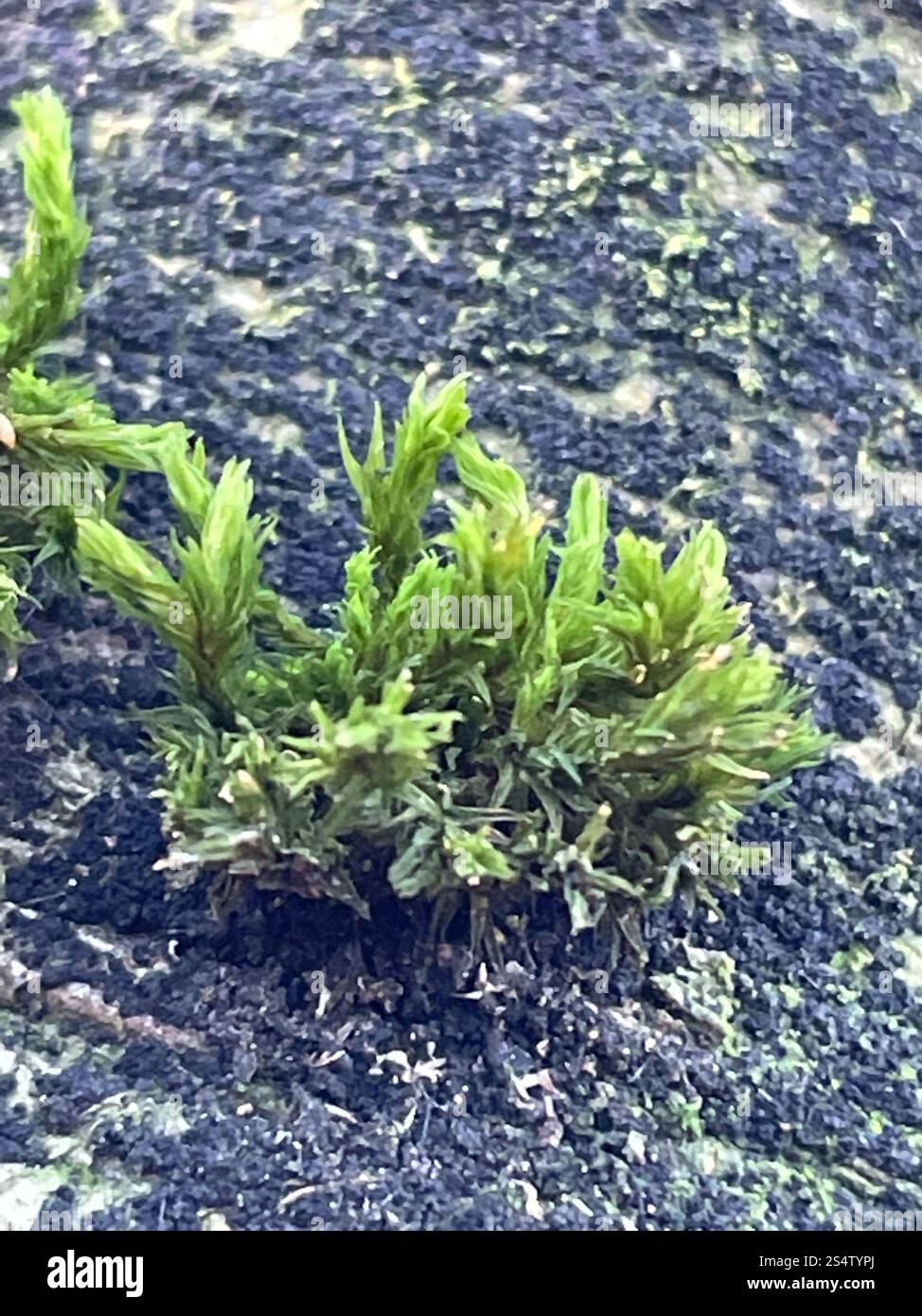 Wood Bristle-moss (Lewinskya affinis Stock Photo - Alamy