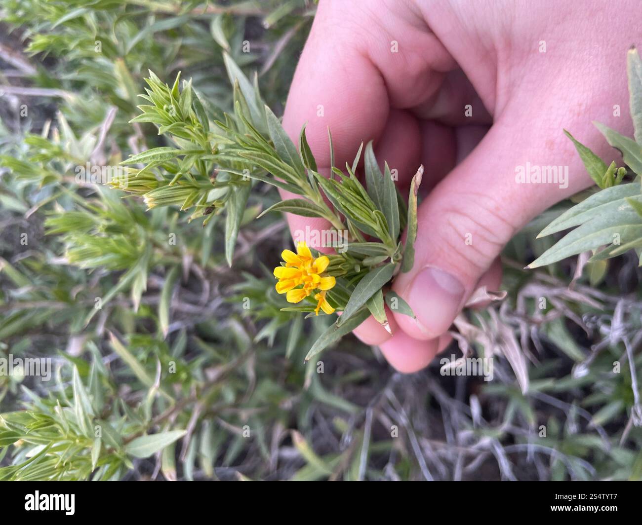 American threefold (Trixis californica Stock Photo - Alamy
