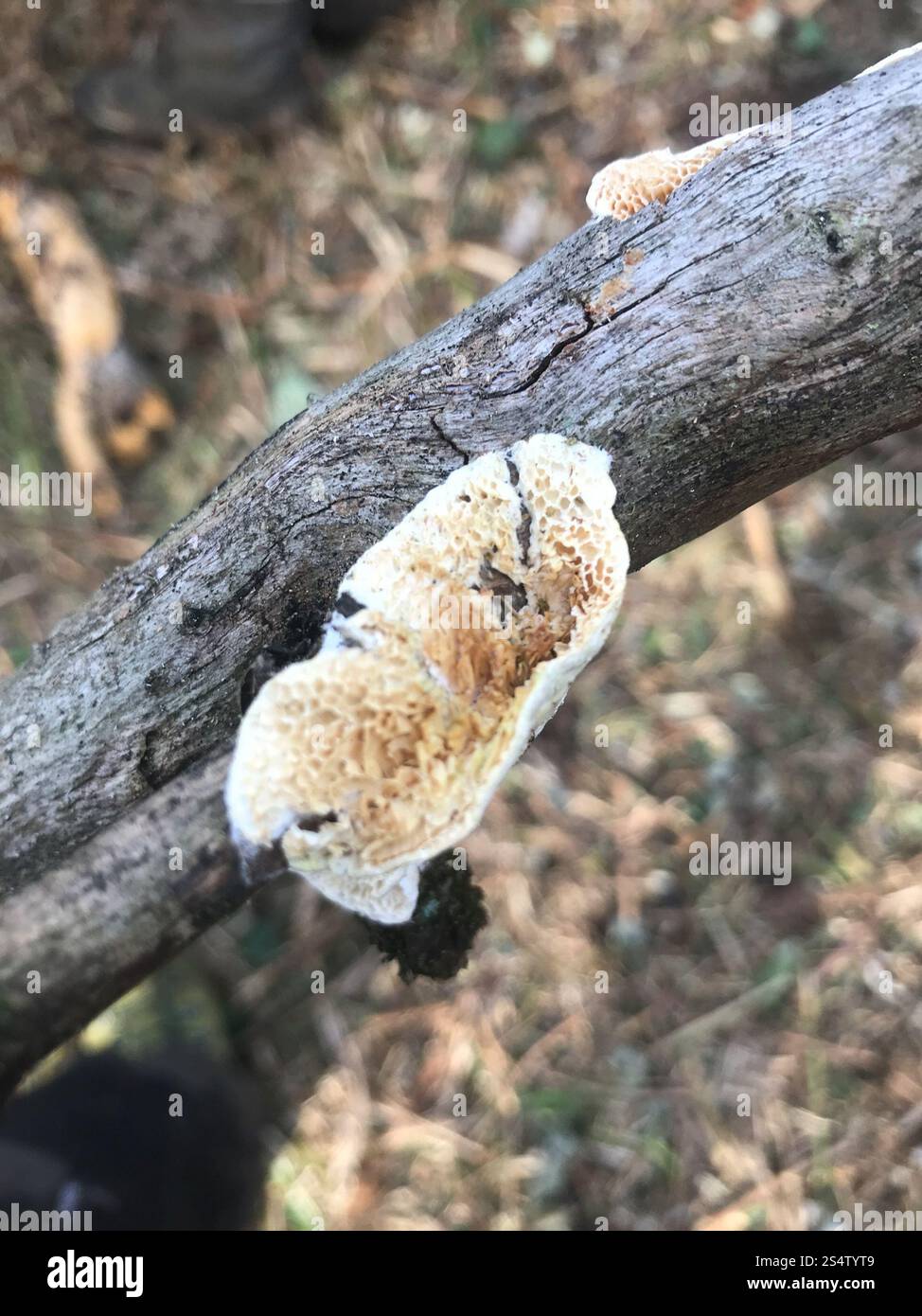 Netted Crust (Byssomerulius corium Stock Photo - Alamy