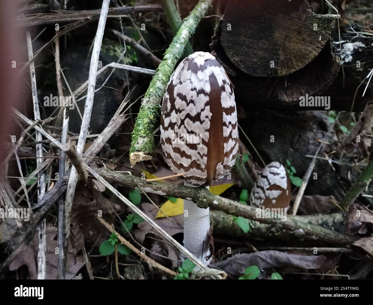 Magpie Inkcap (Coprinopsis picacea Stock Photo - Alamy