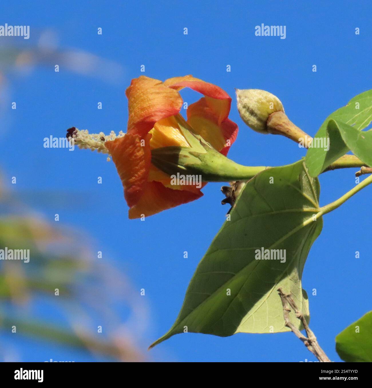 blue mahoe (Hibiscus elatus Stock Photo - Alamy