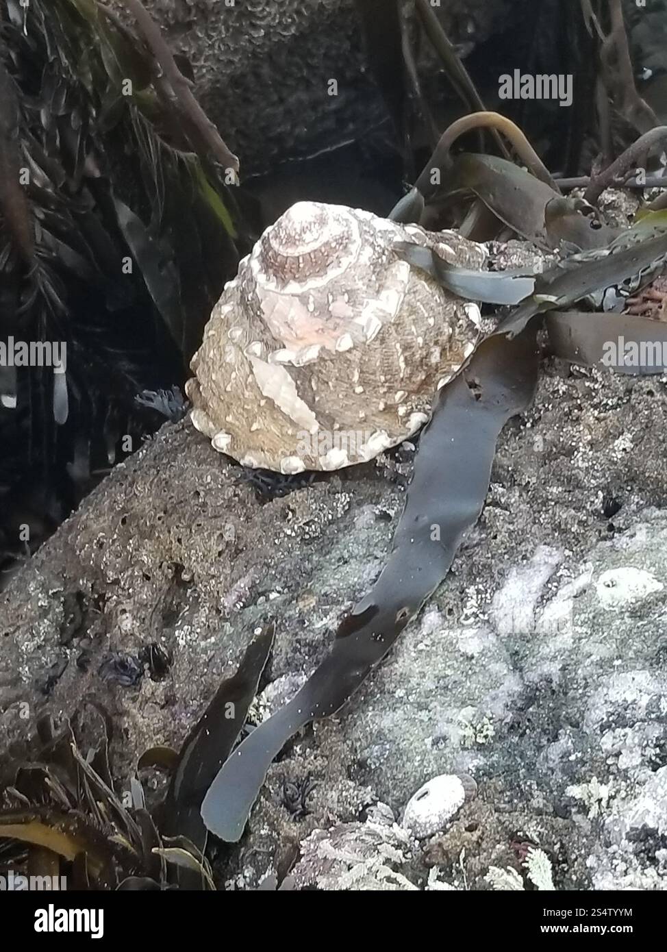 Wavy Turban (Megastraea undosa Stock Photo - Alamy