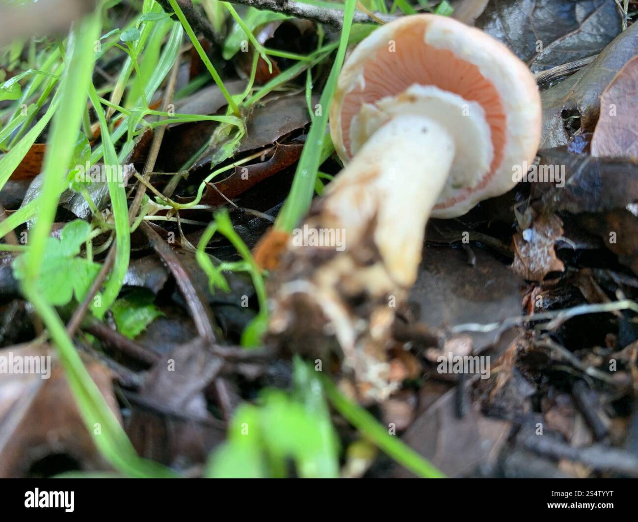 California Agaricus (Agaricus californicus Stock Photo - Alamy