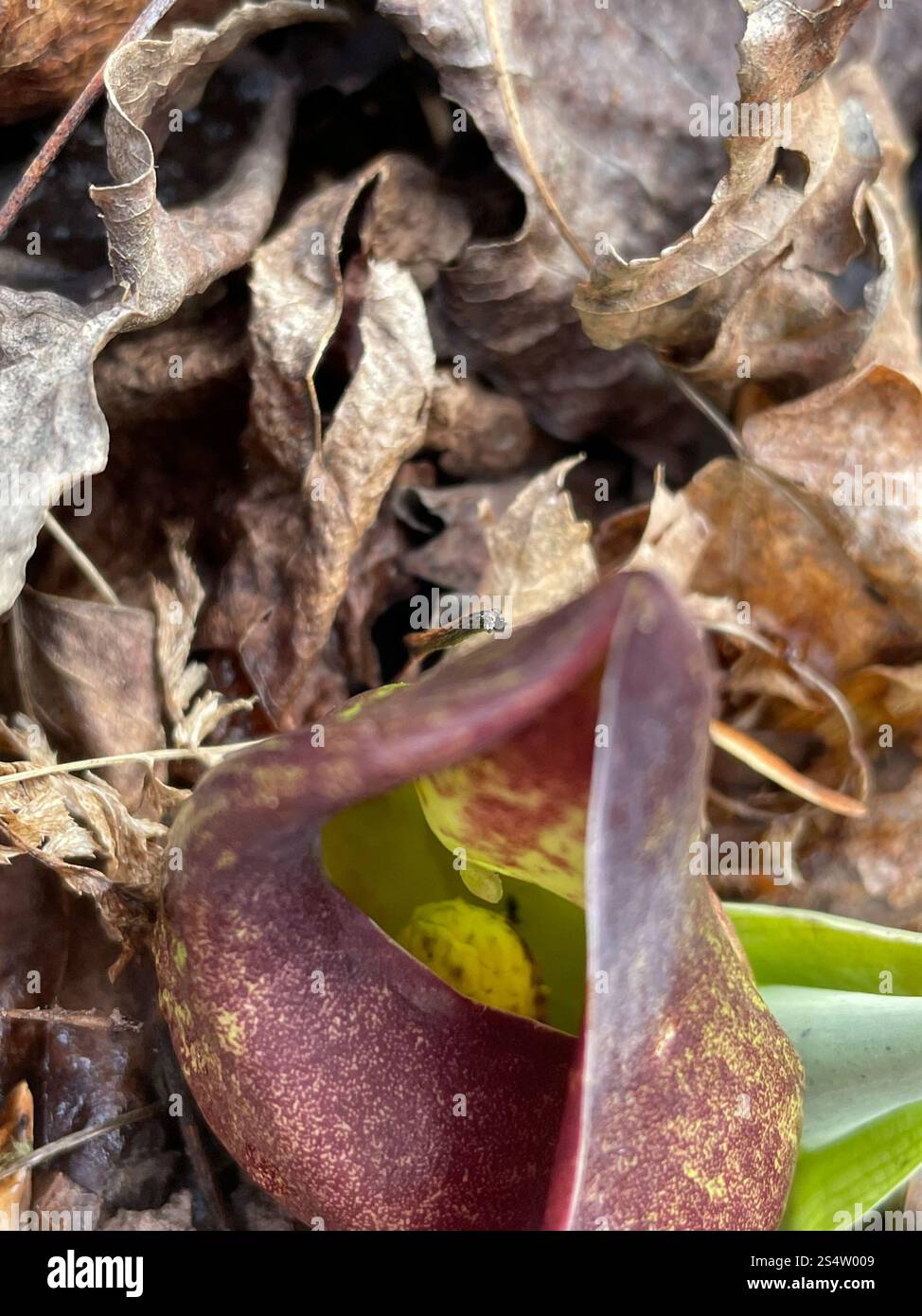 Eastern Skunk Cabbage (Symplocarpus foetidus Stock Photo - Alamy