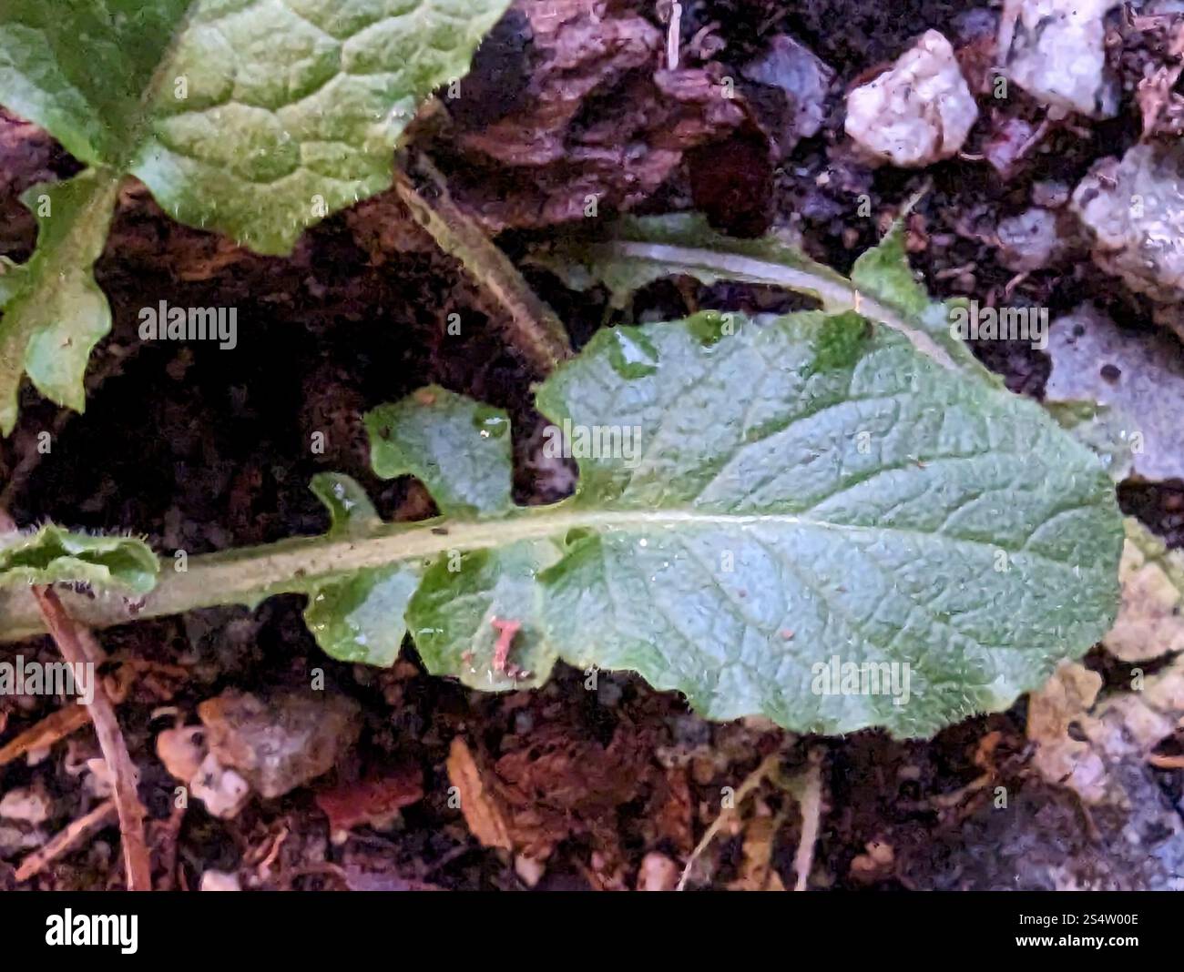 nipplewort (Lapsana communis Stock Photo - Alamy