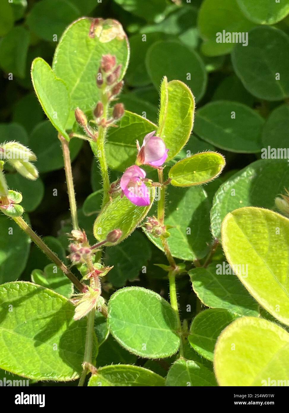 creeping beggarweed (Desmodium incanum Stock Photo - Alamy