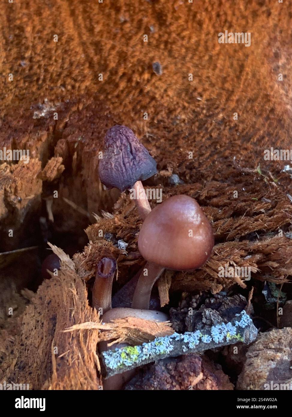 Bleeding Fairy Helmet (Mycena haematopus Stock Photo - Alamy