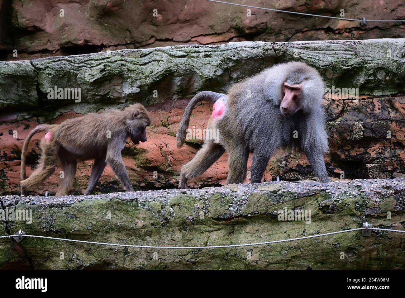 Hamadryas baboons at Paignton zoo Stock Photo - Alamy
