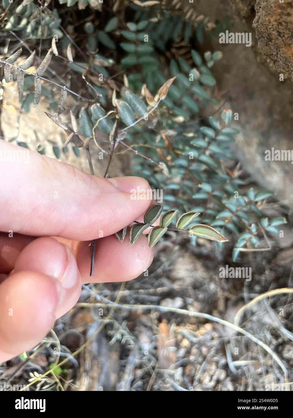 Spiny cliff brake hi-res stock photography and images - Alamy