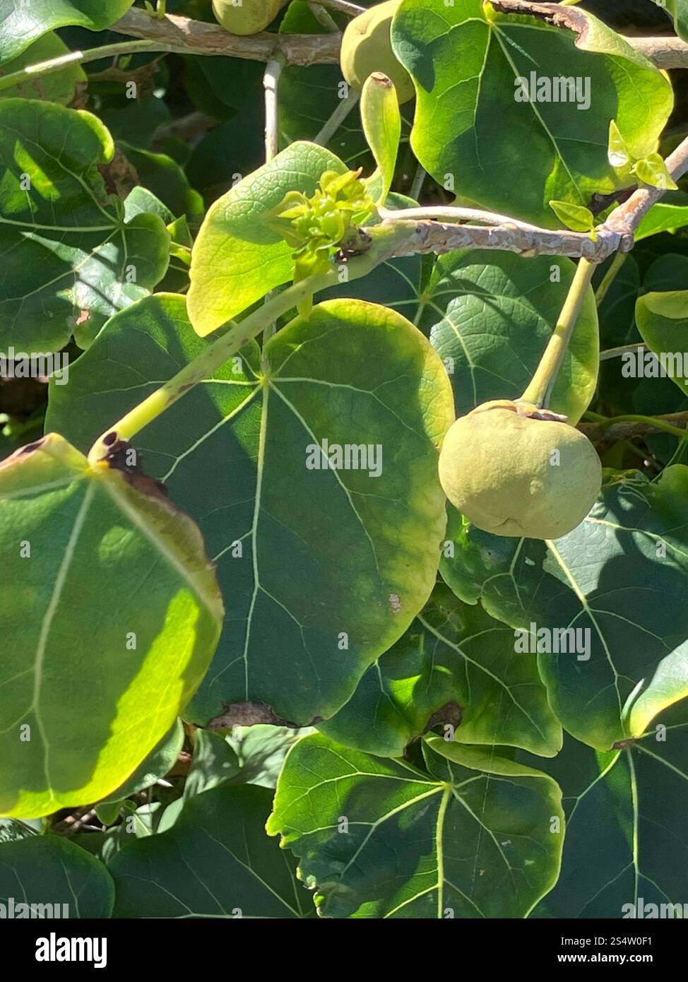 Portia tree (Thespesia populnea Stock Photo - Alamy