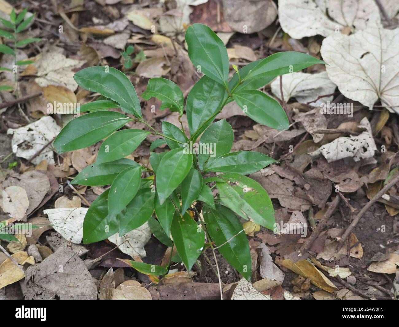 Cinnamon tree (Cinnamomum burmanni Stock Photo - Alamy