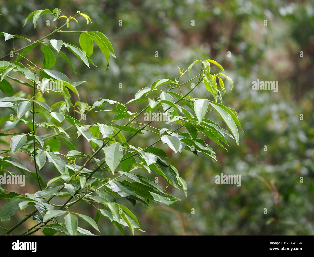 Thin-Evodia (Melicope pteleifolia Stock Photo - Alamy