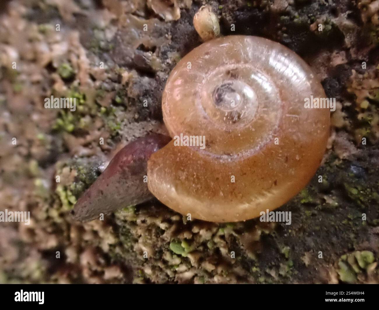 smooth glass snail (Aegopinella nitidula Stock Photo - Alamy