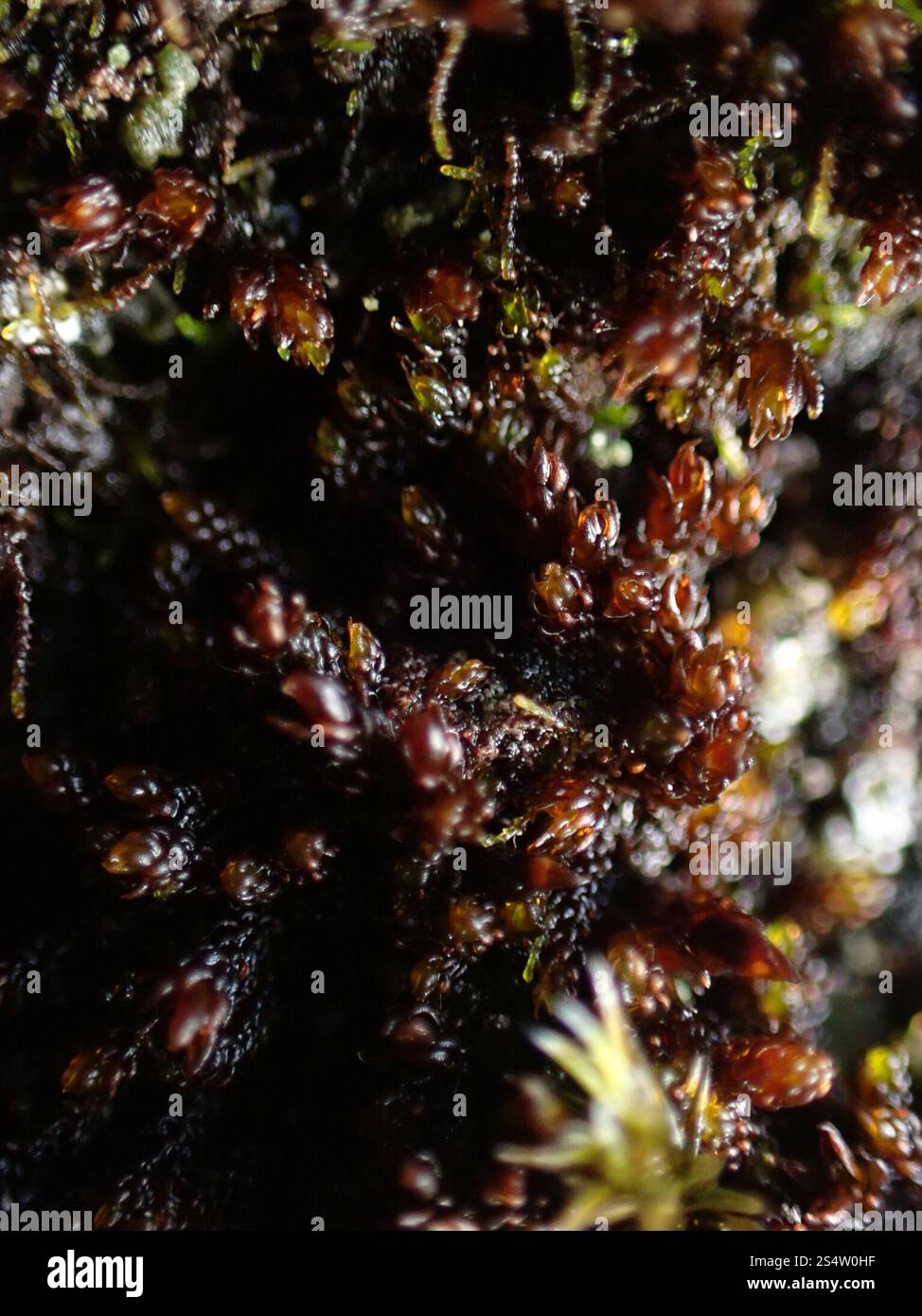Black Rock Moss (Andreaea rupestris Stock Photo - Alamy
