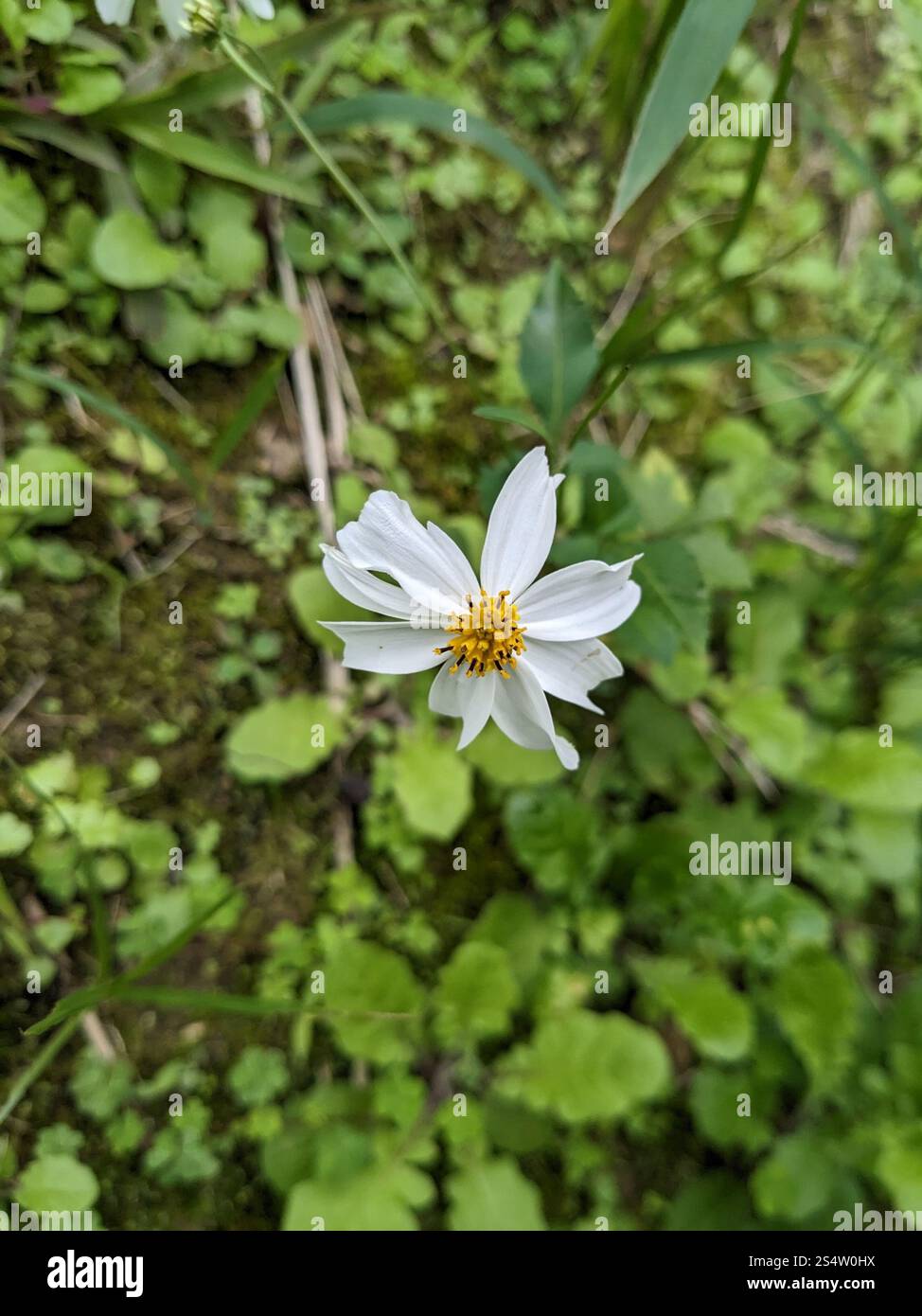 White beggarticks (Bidens alba Stock Photo - Alamy