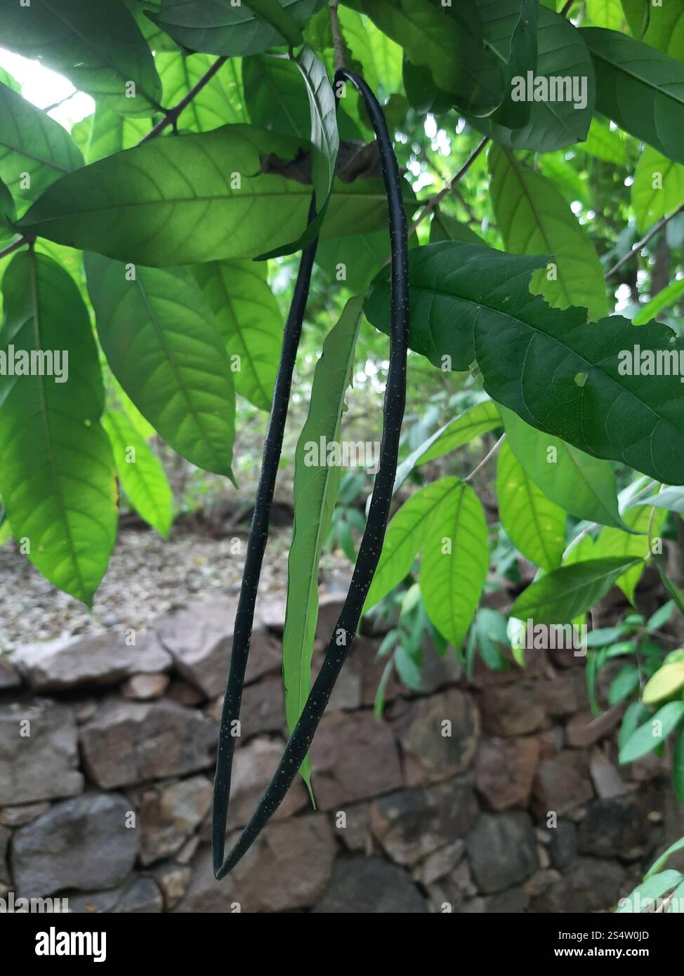 Jaundice curative tree (Wrightia tinctoria Stock Photo - Alamy