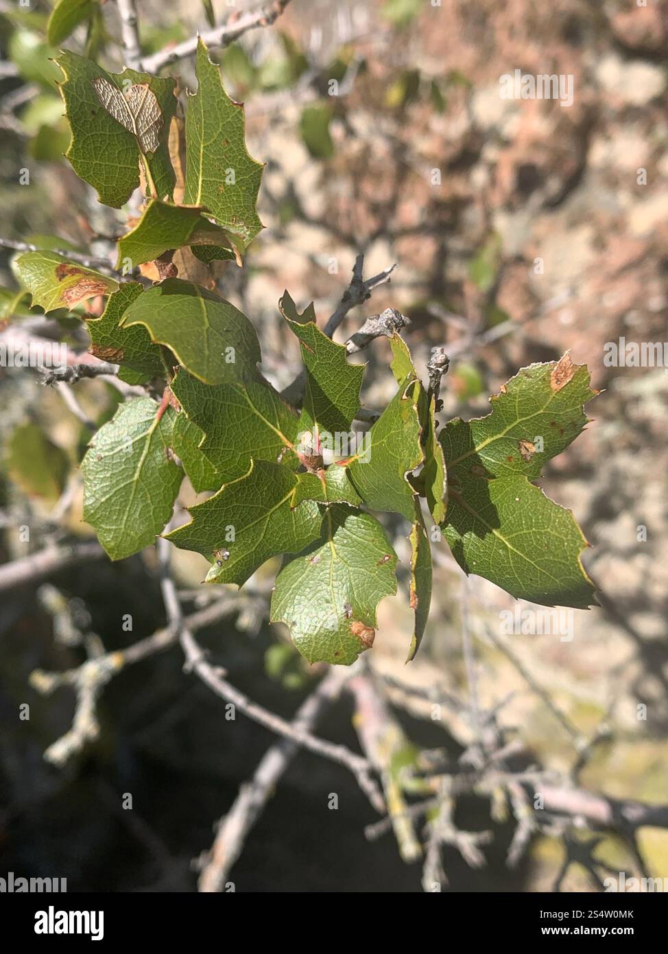 interior live oak (Quercus wislizeni Stock Photo - Alamy