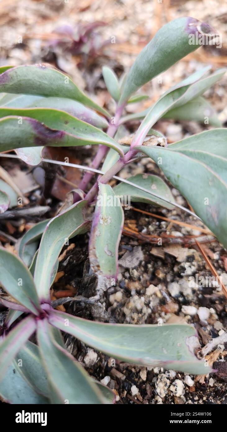 scarlet bugler (Penstemon centranthifolius Stock Photo - Alamy